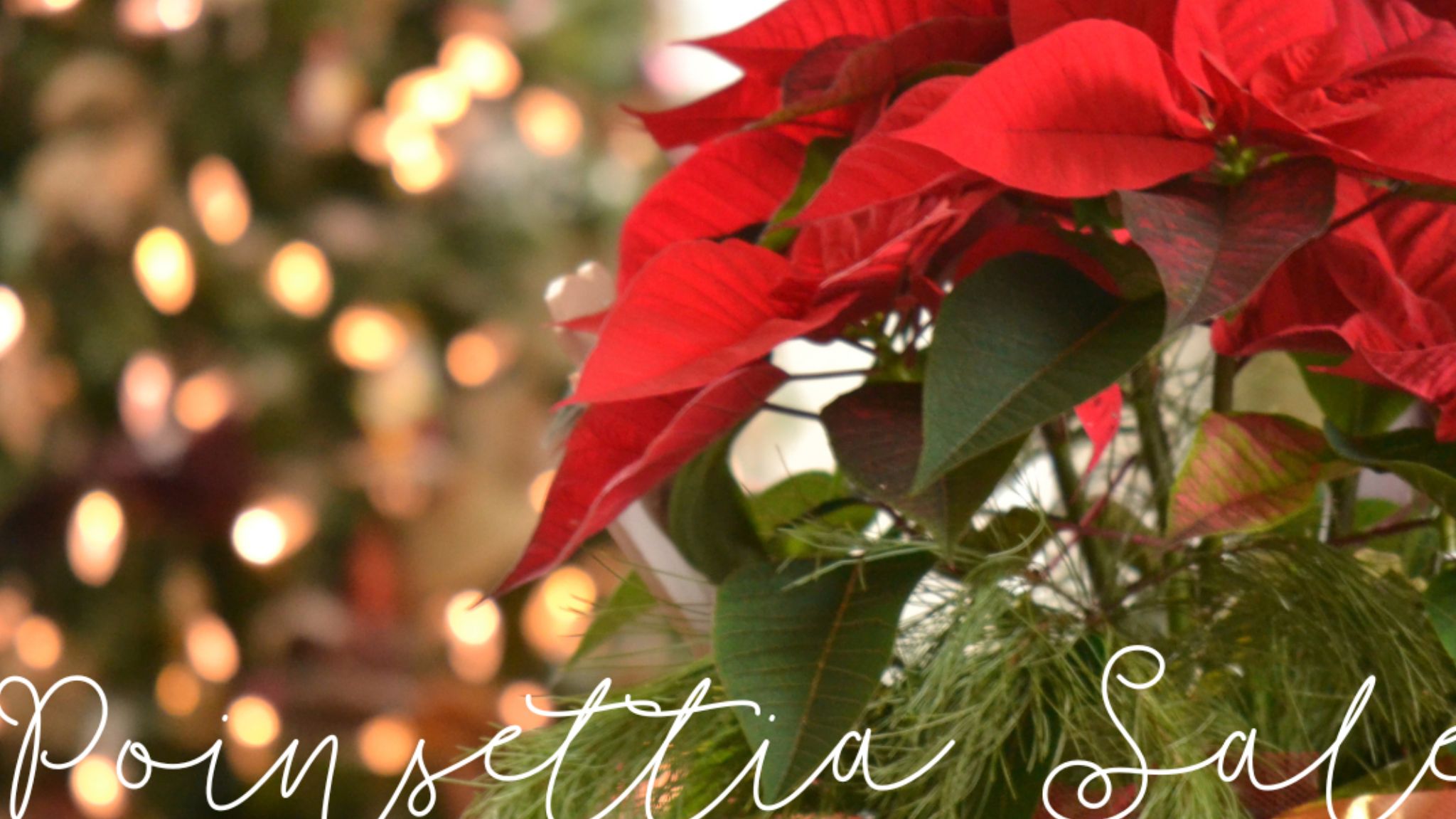 Poinsettia Sale