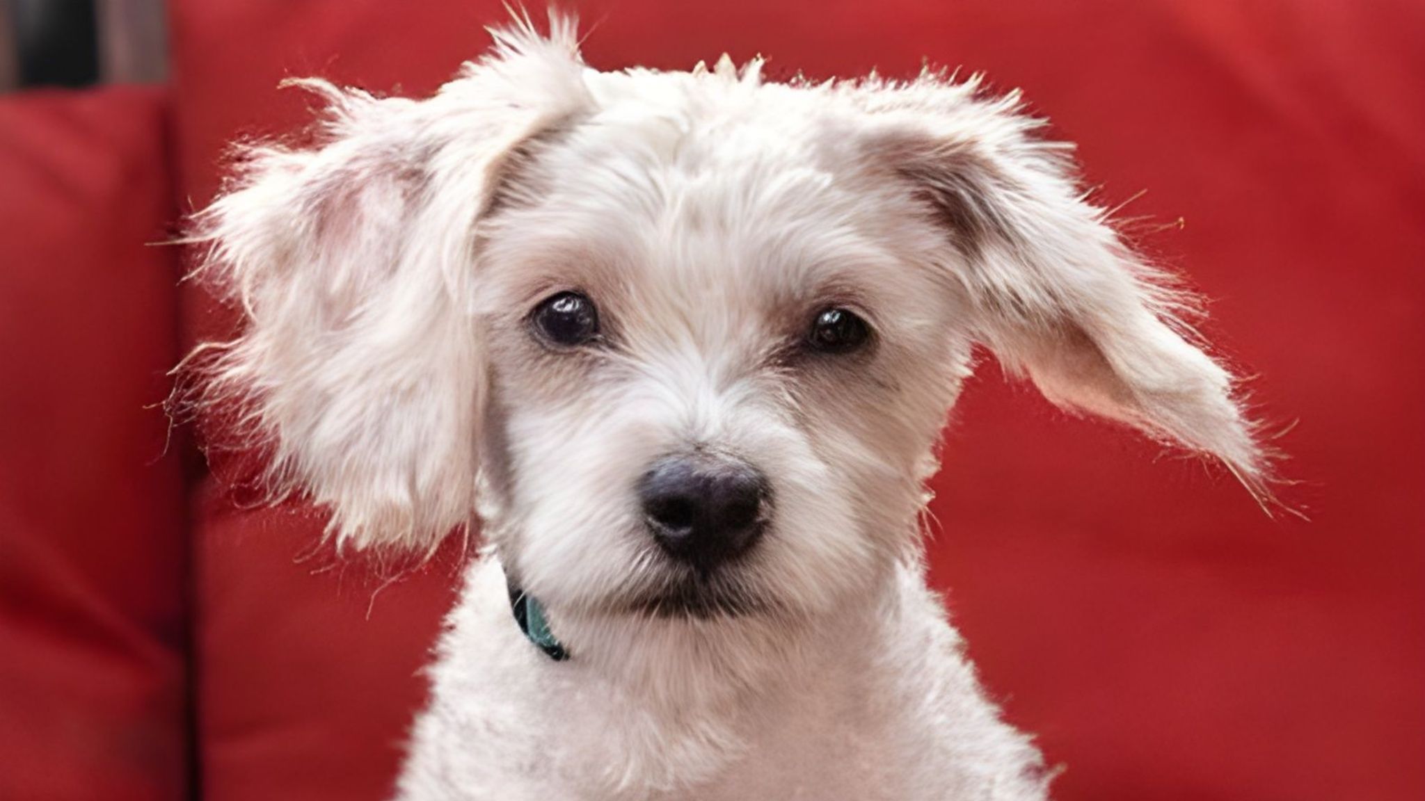 Support Doggie Protective Services for Homeless Tails (DPS Rescue) this ...