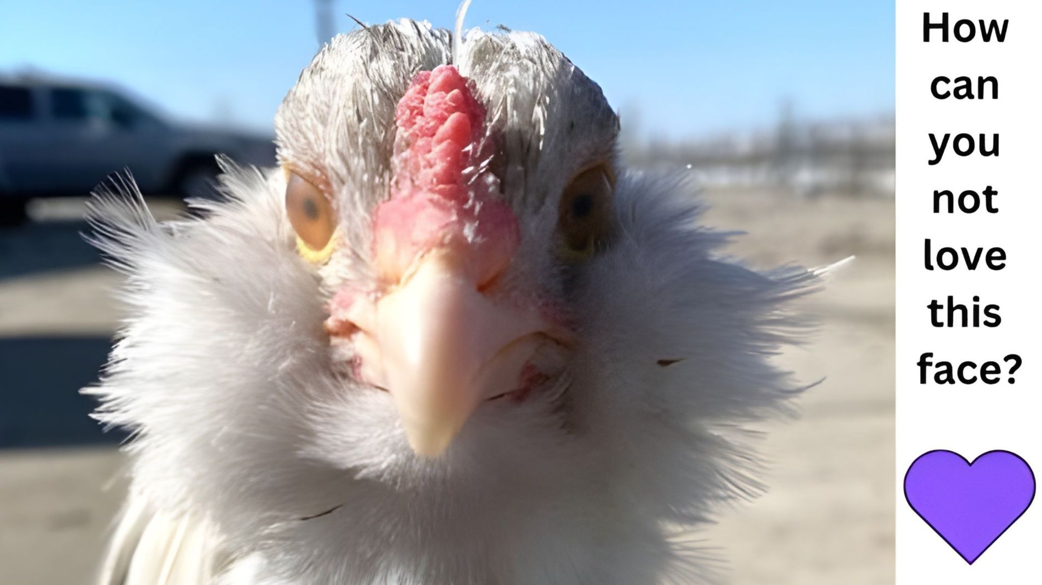 Phoenix Rises (in all shapes and sizes!)