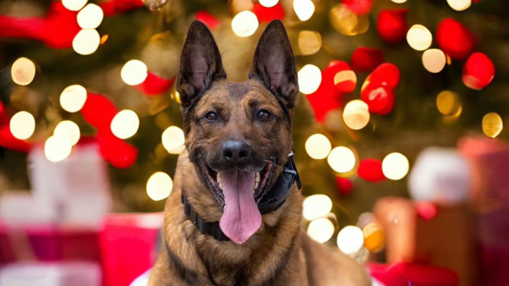 Vote for K9 Bowie from Madison Police Department