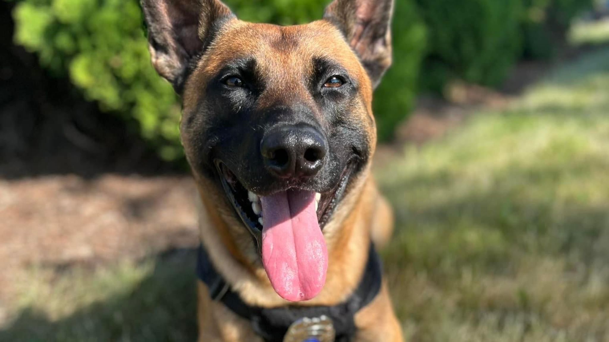 Vote for K9 Rush from the Sun Prairie Police Department!