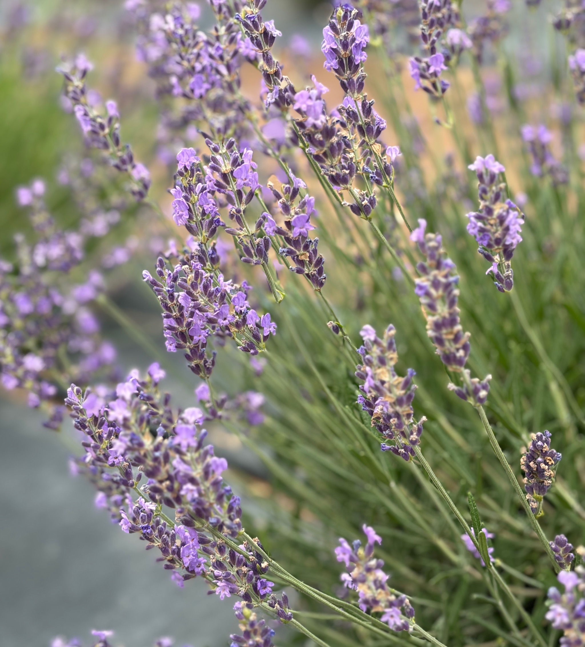 Warm Hearts & Wagging Tails