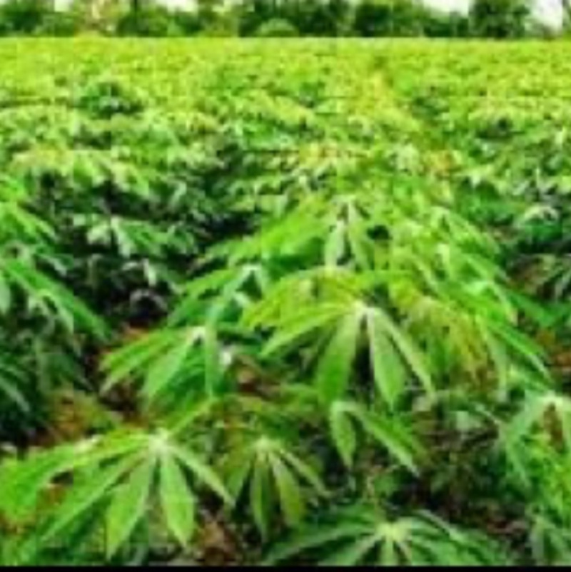 Alleviating Hunger in Sub-Saharan Africa