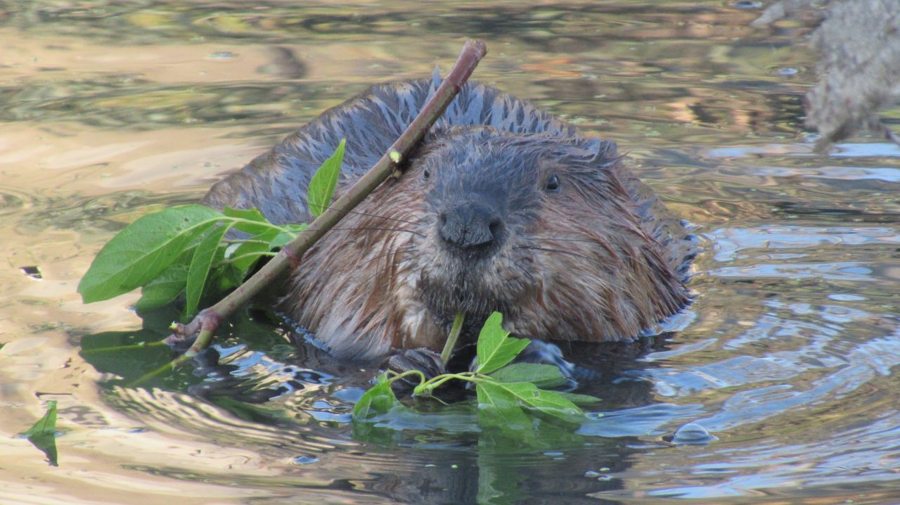 2025 Midwest Beaver Summit sponsorship