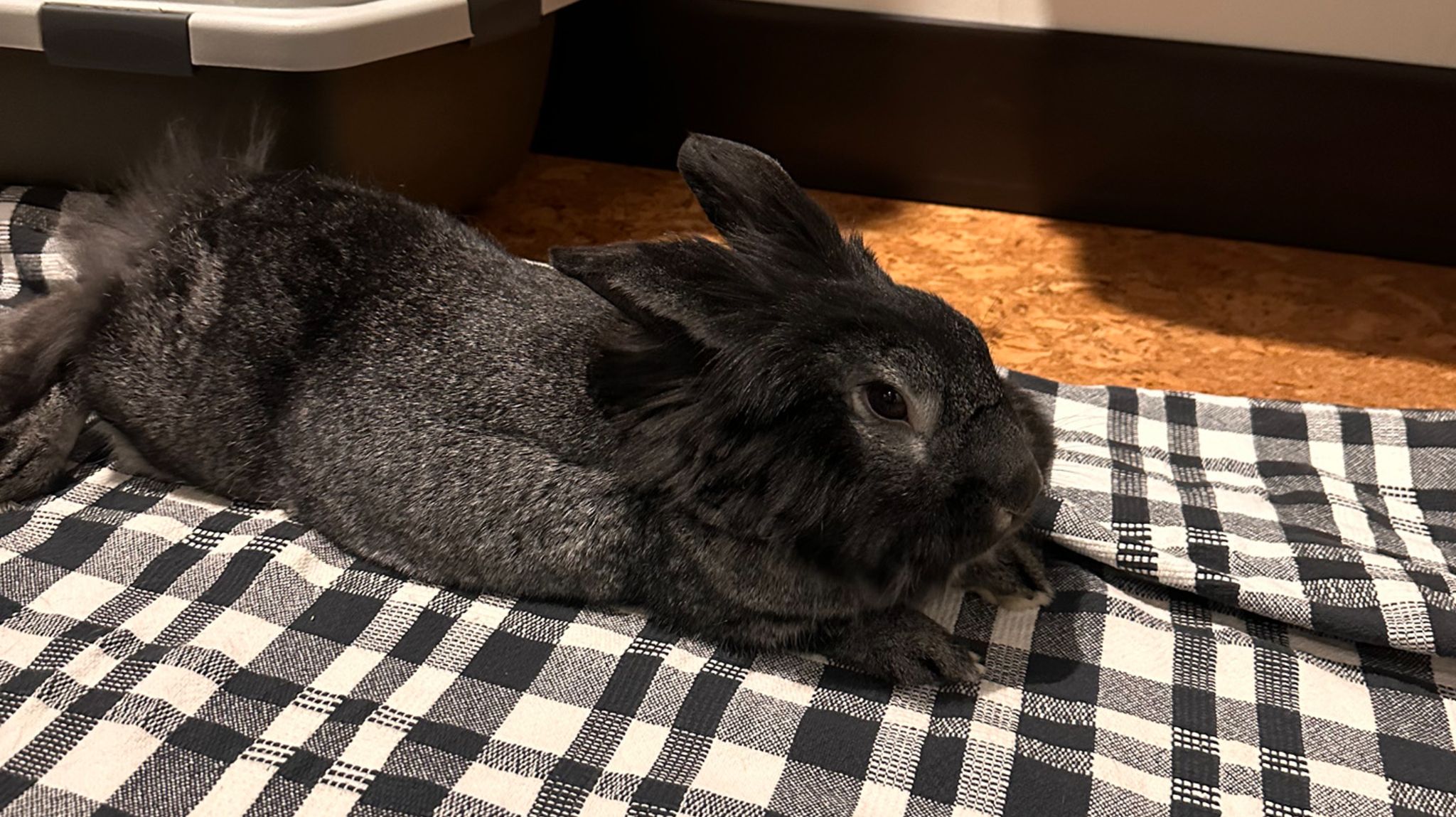 Hoppy Hour Adoption Event January 2025