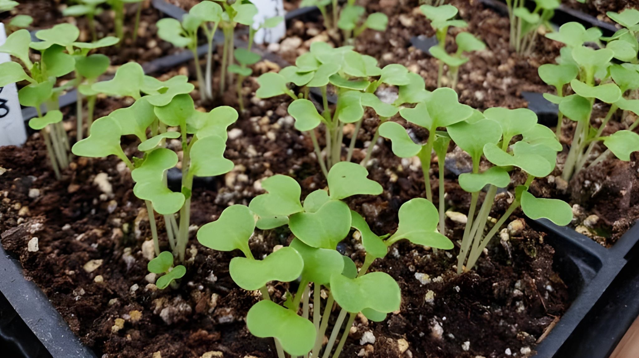 Seed Starting and Gardening Basics