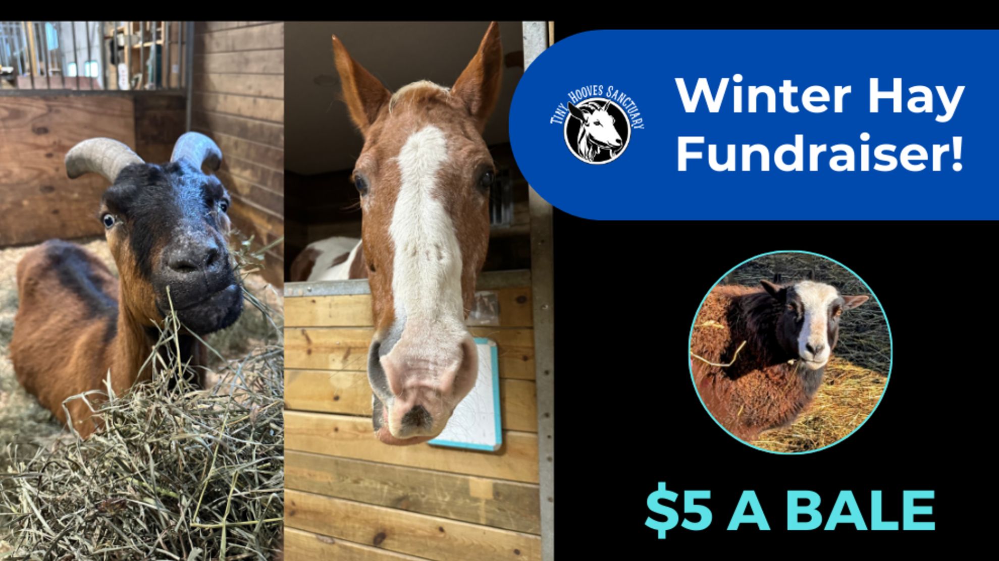 HAY! HAY! Winter Hay Cart!