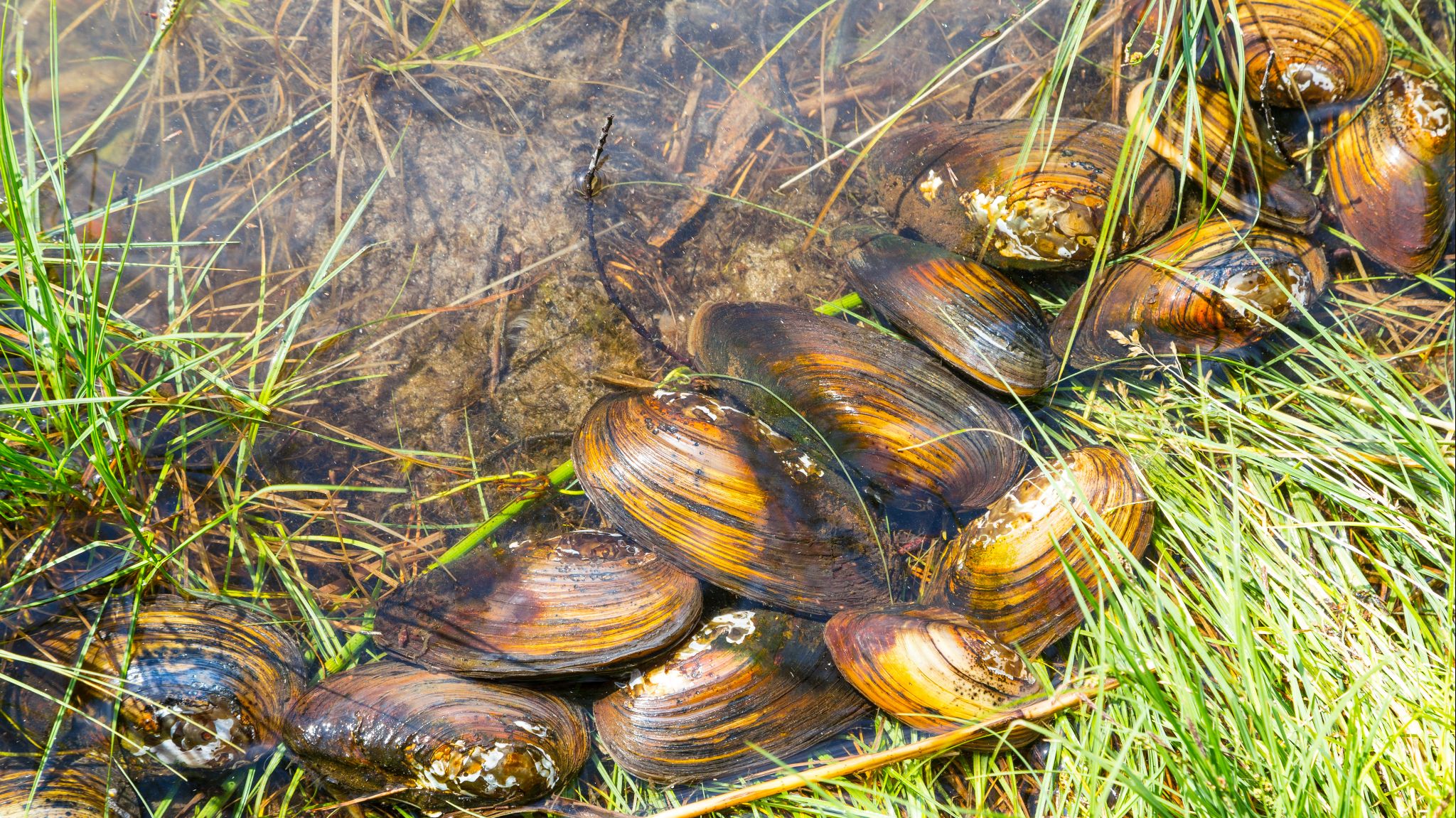 Fascinating Freshwater Mussels