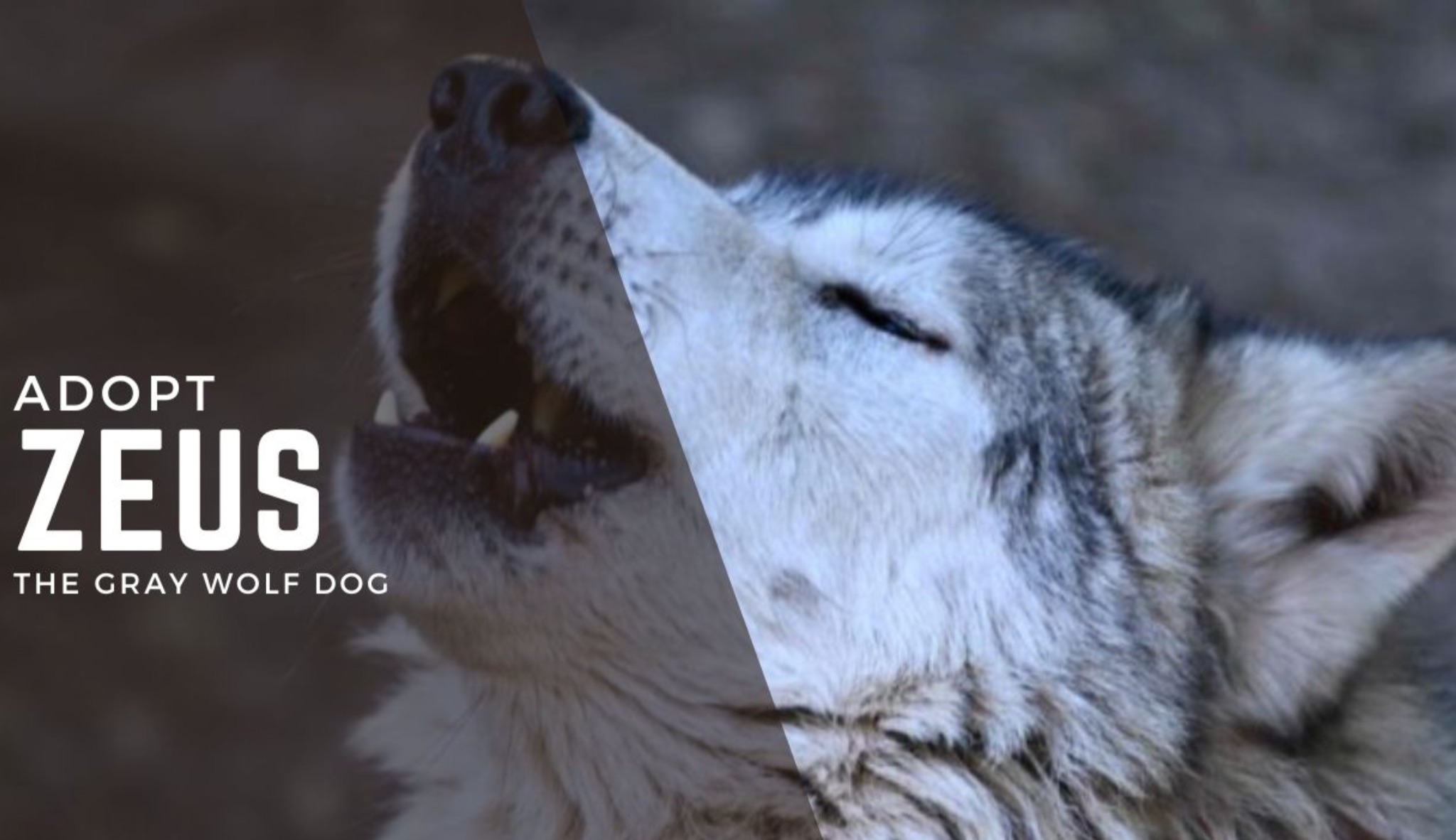 ADOPT ZEUS THE GRAY WOLF DOG
