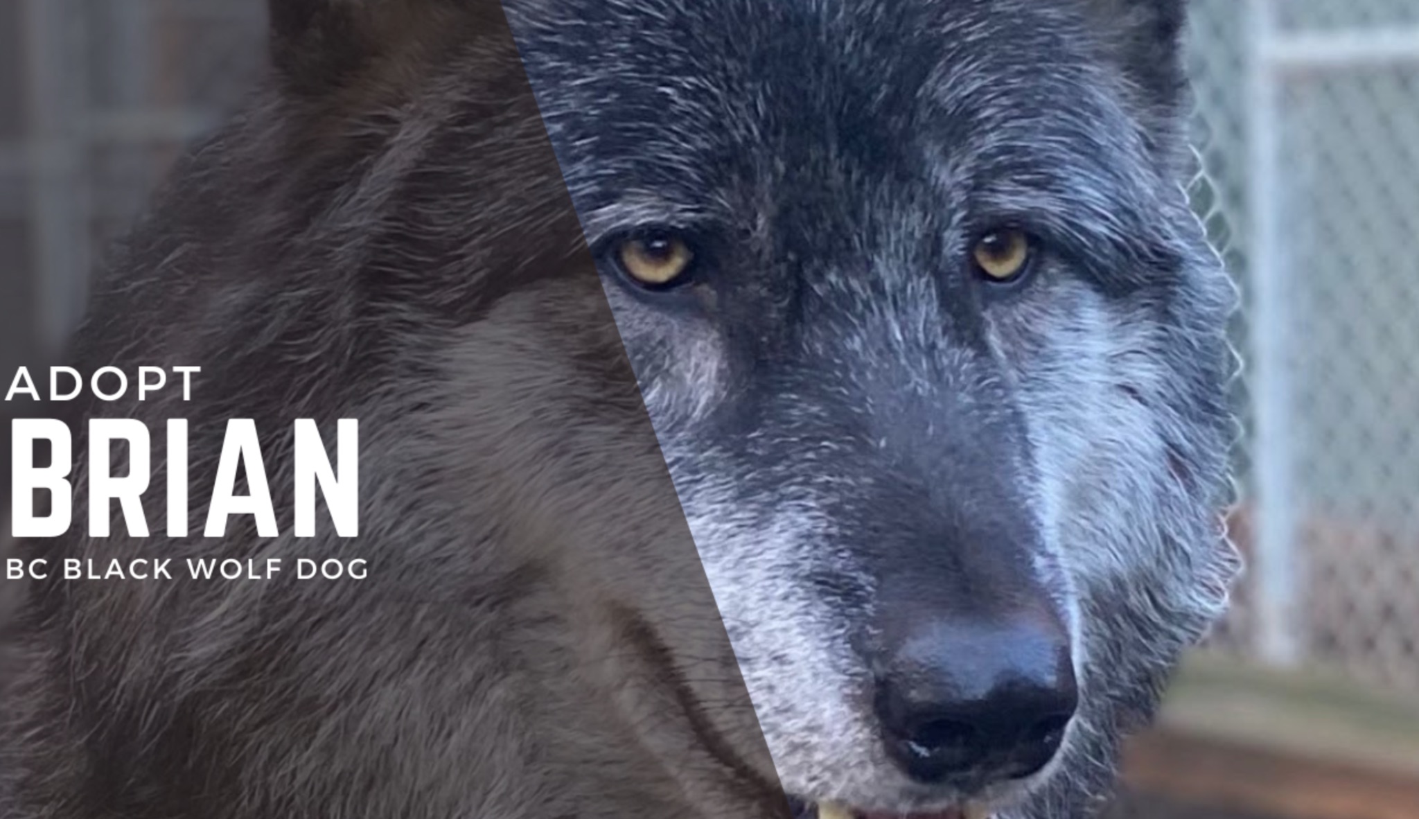 ADOPT BRIAN THE BC WOLF DOG