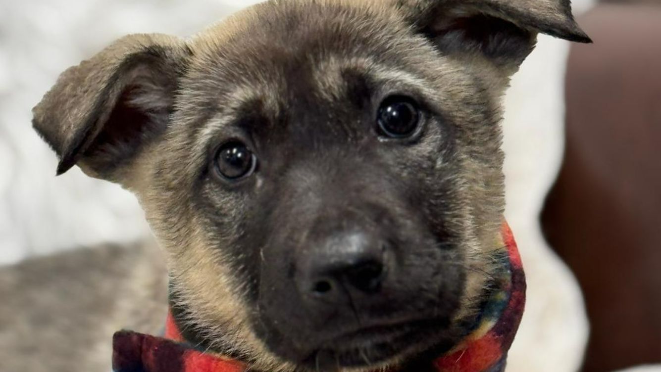 Donate to make a difference spay & neuter fund