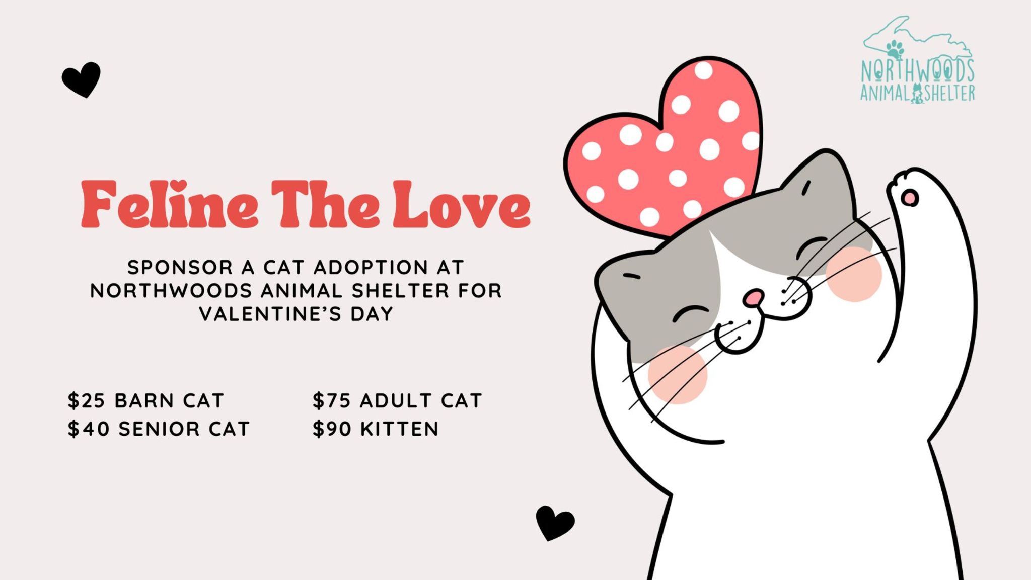 Feline the Love: Sponsor a Cat Adoption at Northwoods Animal Shelter