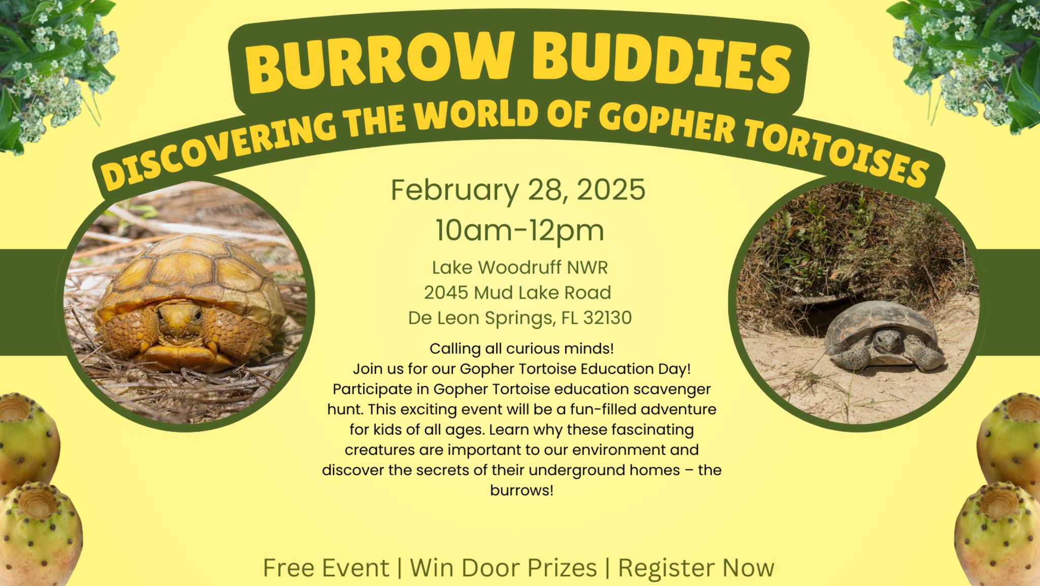 Burrow Buddies: Discovering the World of Gopher Tortoises