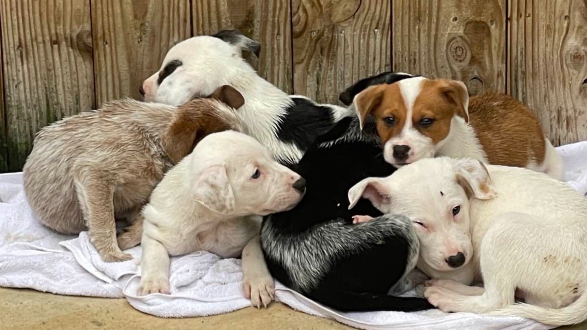 Donate to Tails and Trails Rescue
