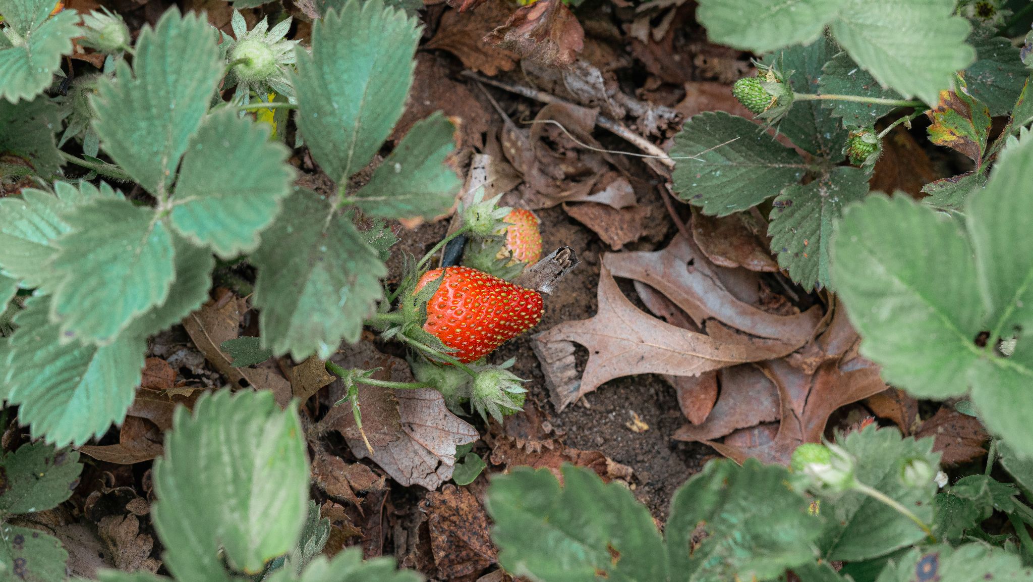 Strawberry Transplanting and Growing 101