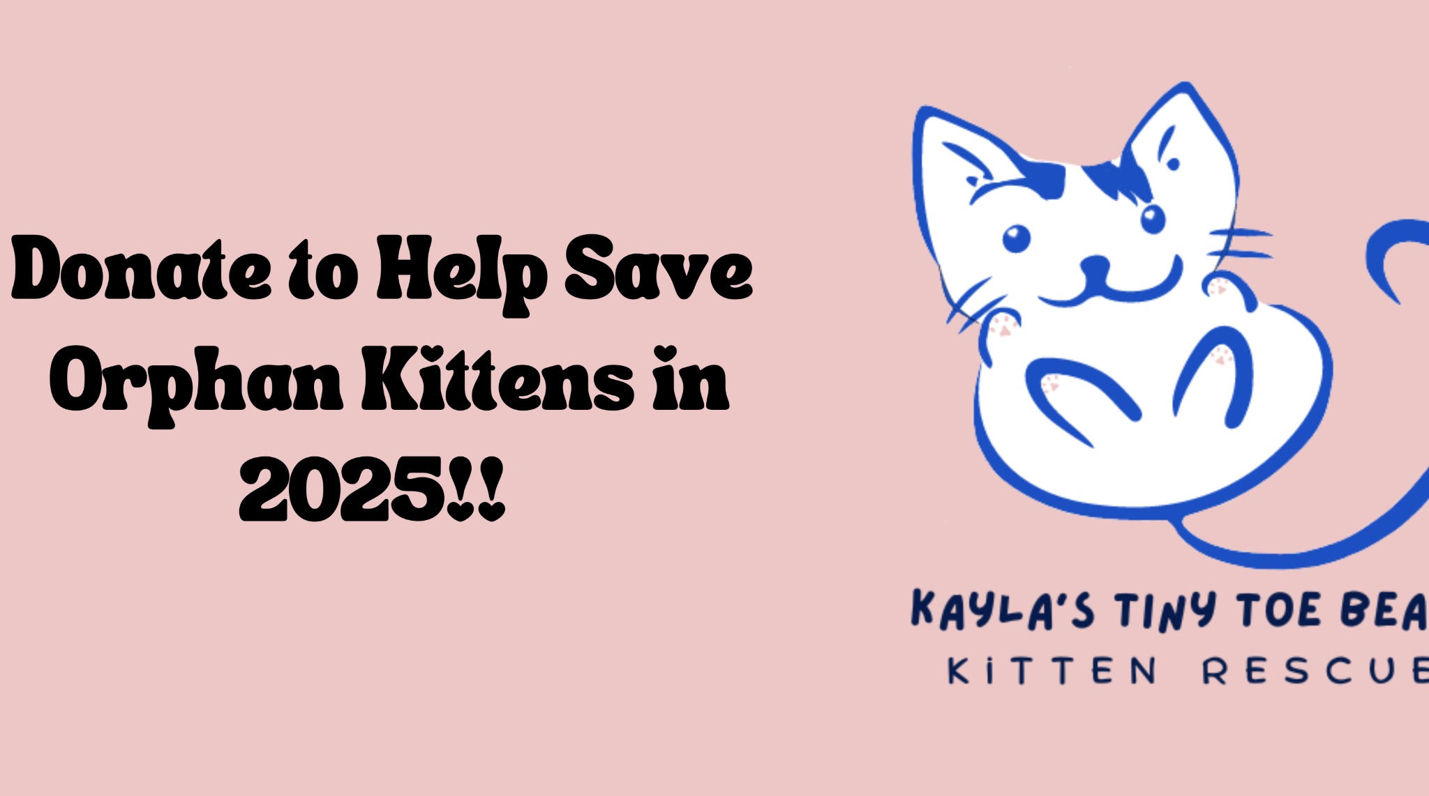Donate to Help Save Orphaned Kittens 2025