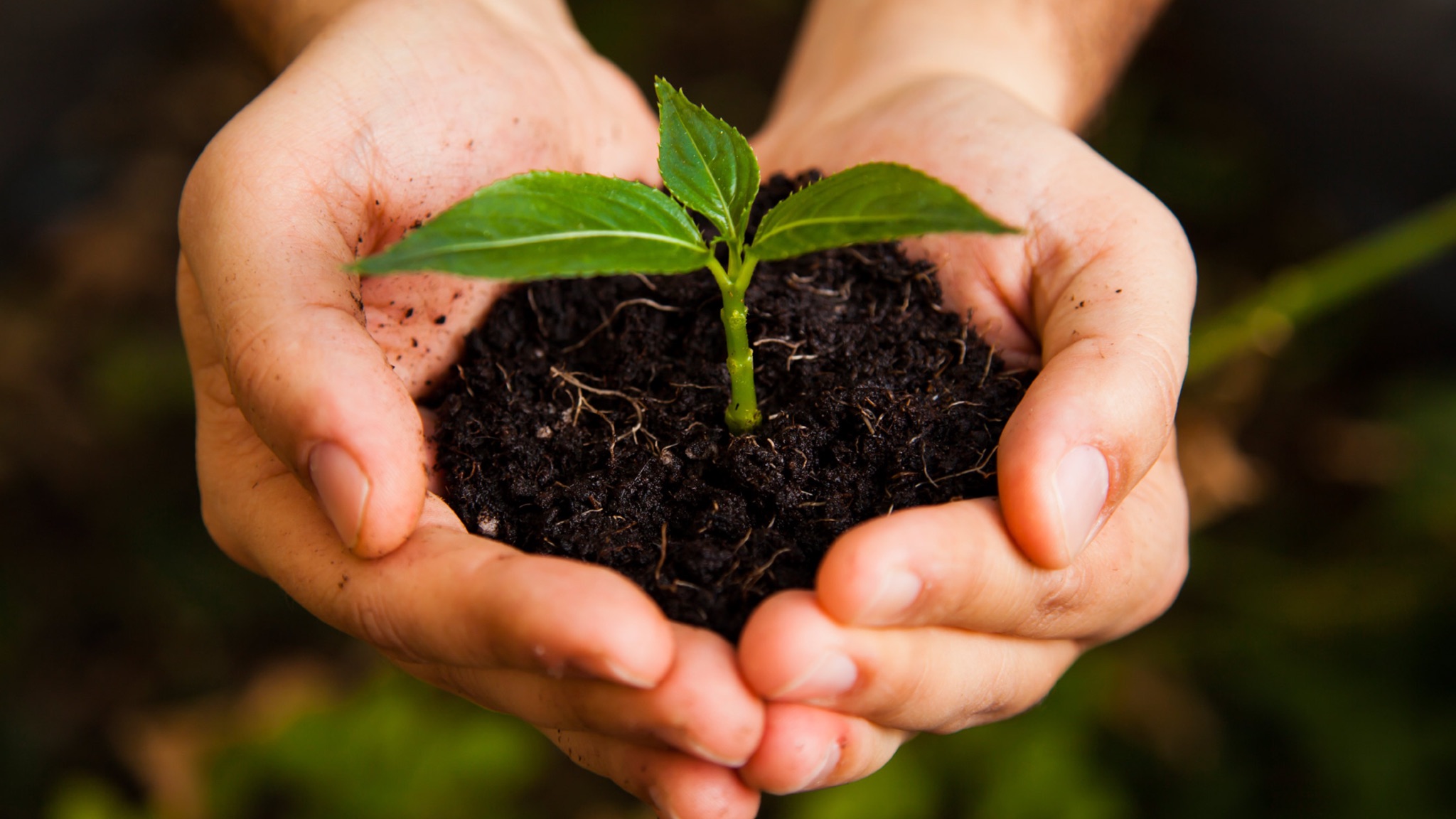 Zen Studies Program with Genjo