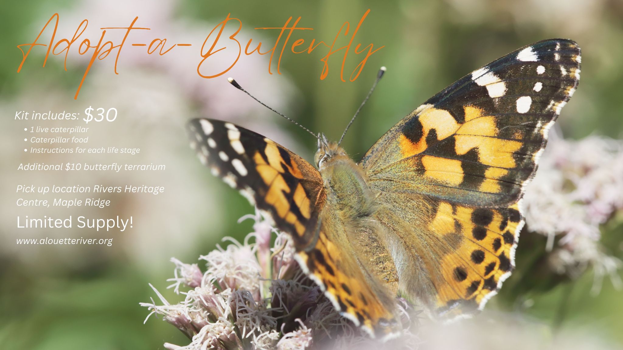 Adopt A Butterfly 2025