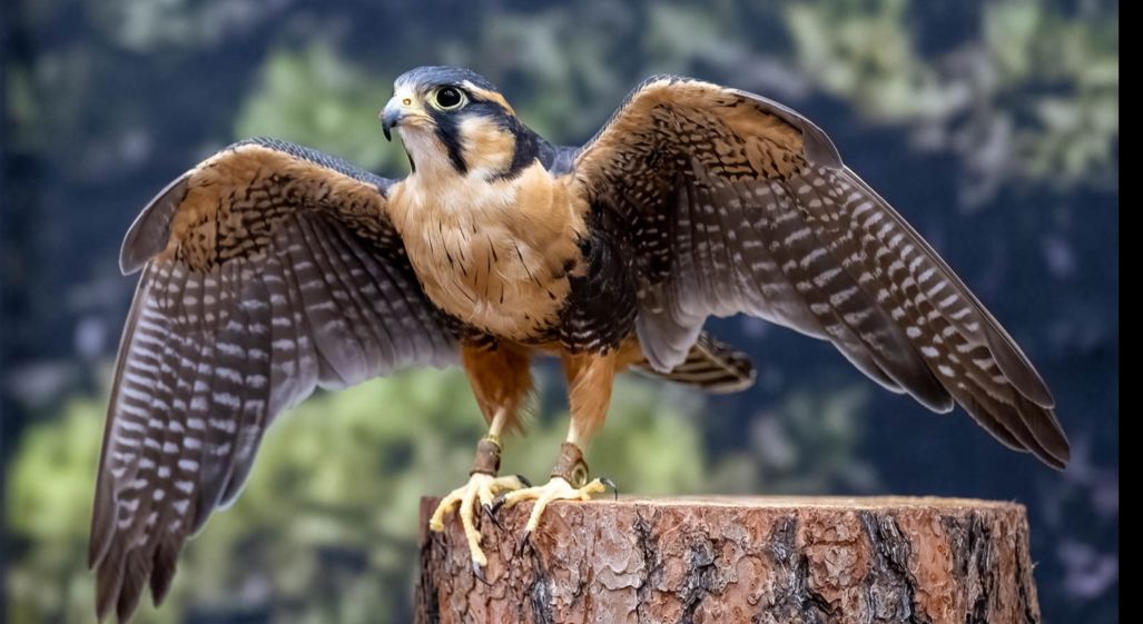 Raptor Training Exhibition - B