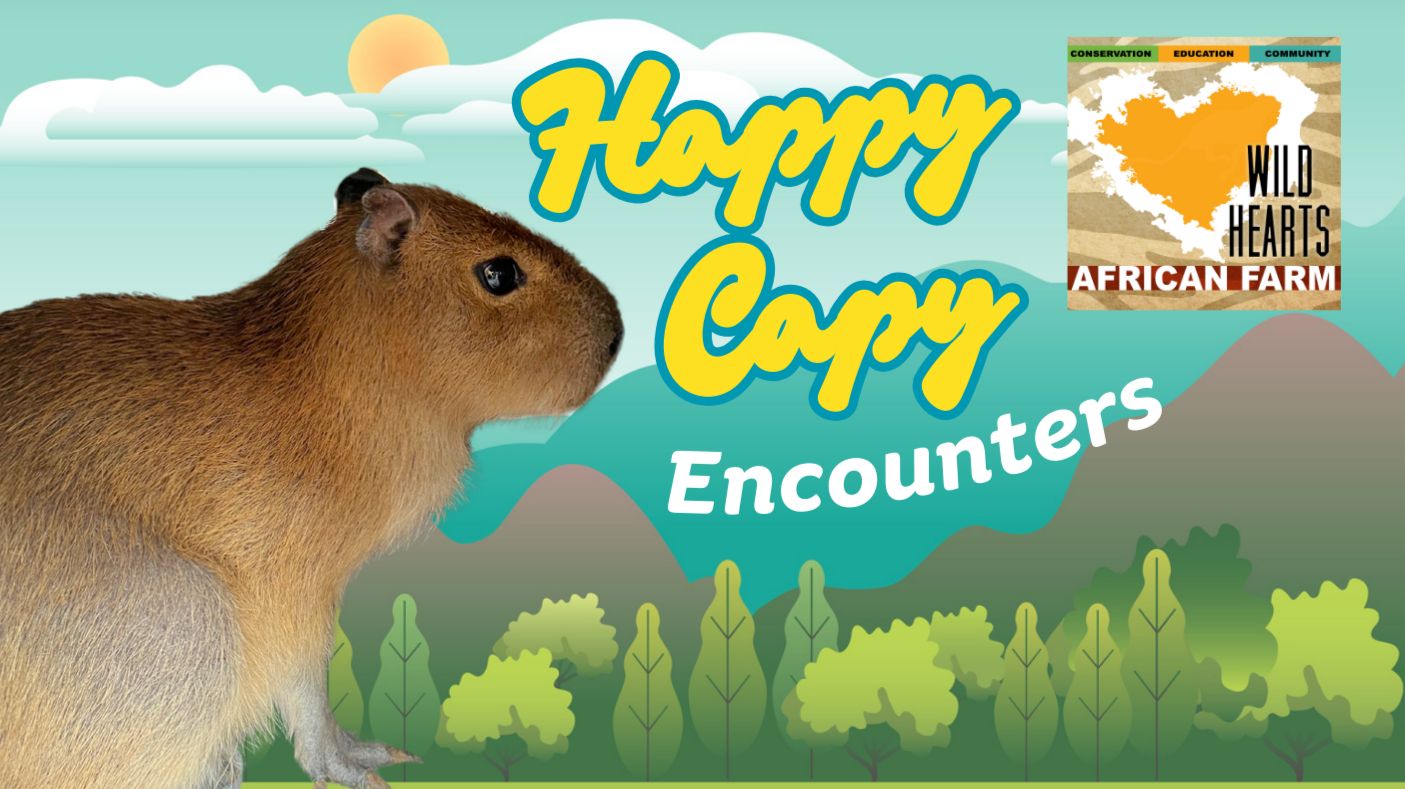 Capybara Encounters
