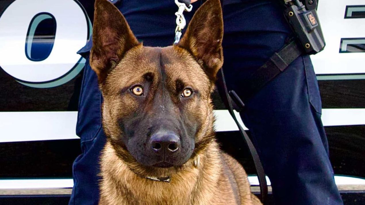 PROTECT K9 RIPP WITH A BALLISTIC VEST