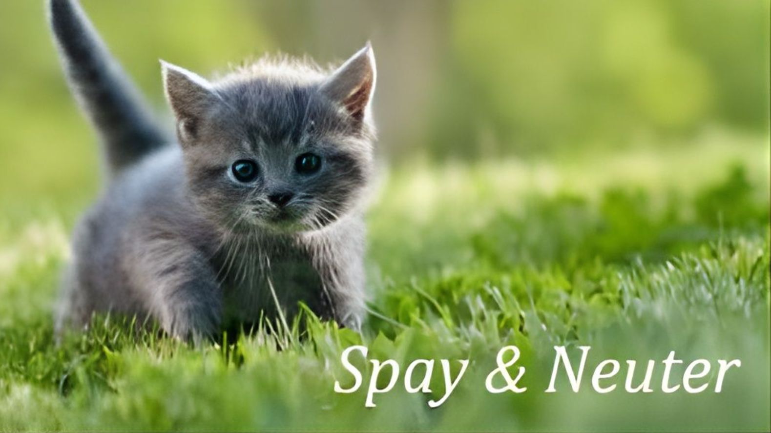 Your Donation will go towards SPOT Spay and Neuter Assistance Program