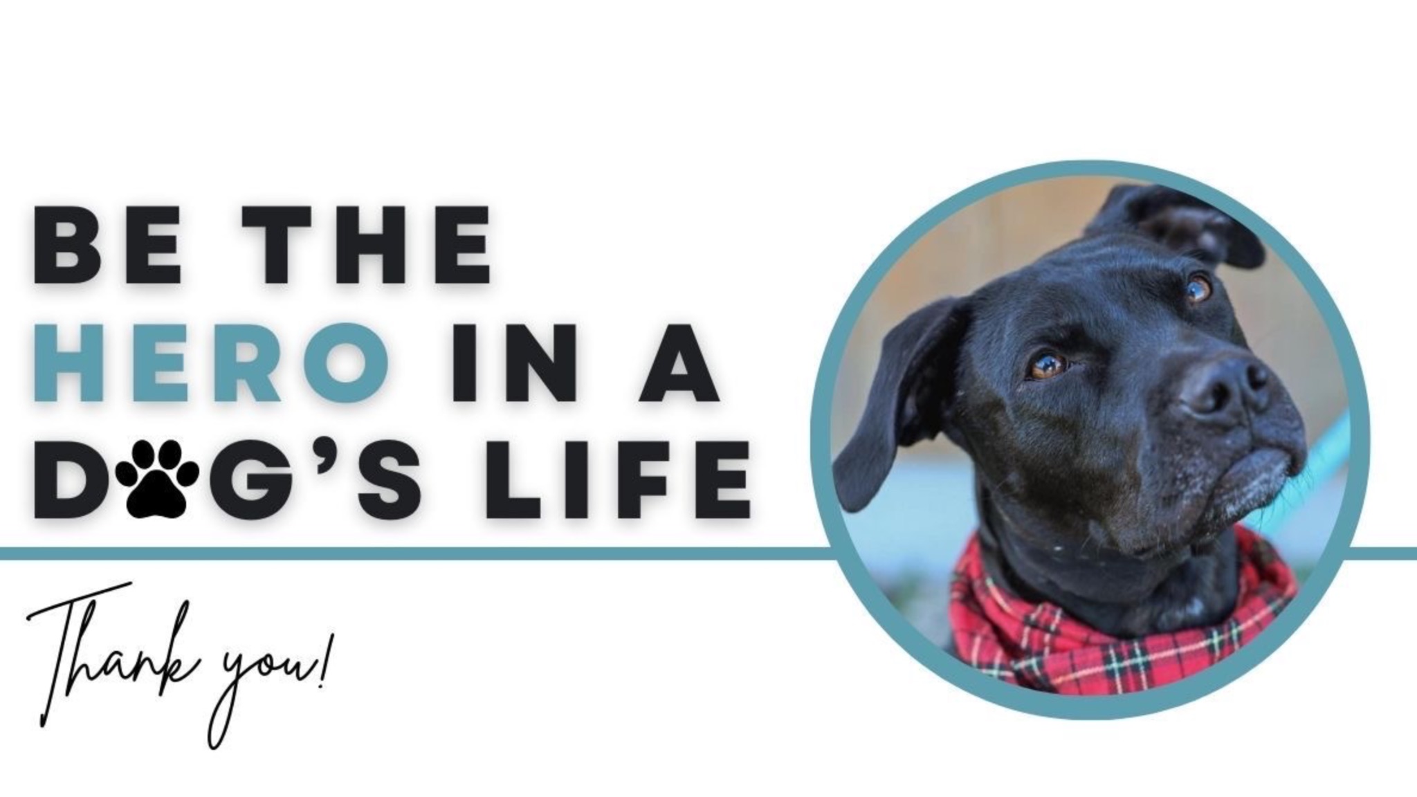 Donate and be the Hero in a Dog's life!