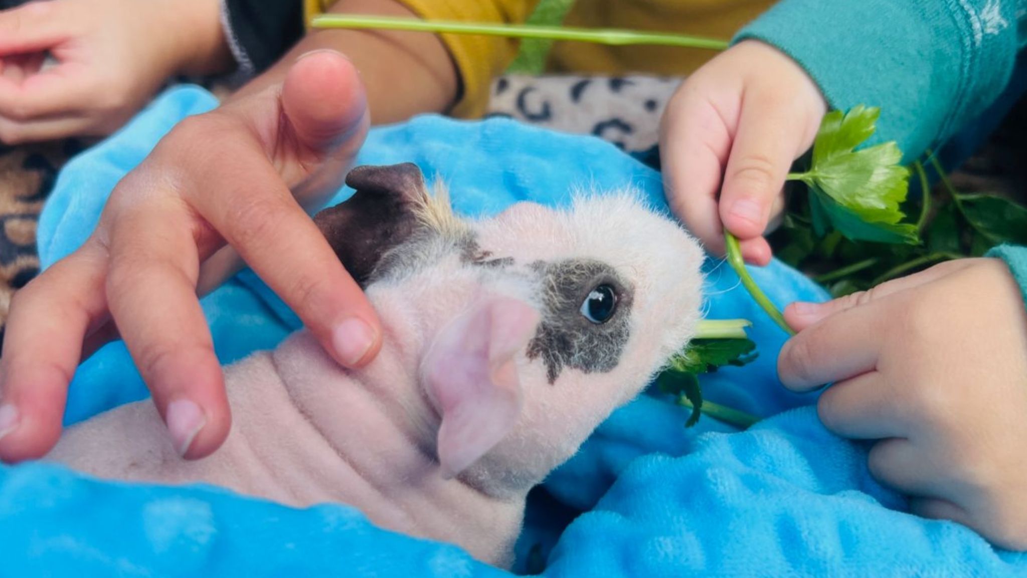 The Friendship Foundation Summer Camp with The Little Zoo #2