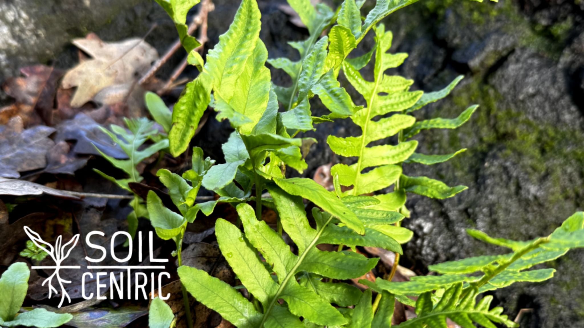 Spring pledge drive for the Regenerative Action Ambassador program