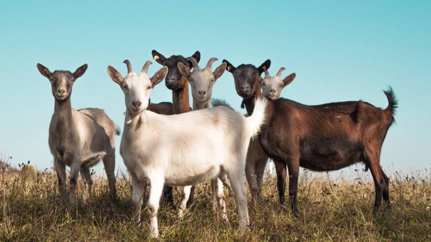 Gathering of the GOATS