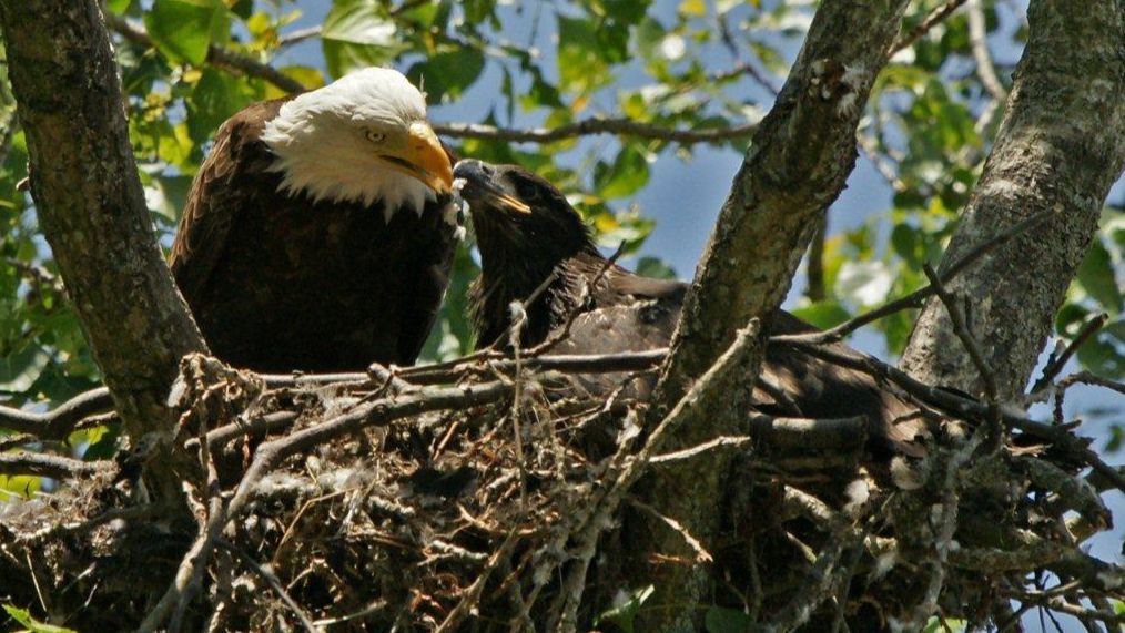 In the Nest: Local Bald Eagles with the Hancock Wildlife Foundation ...