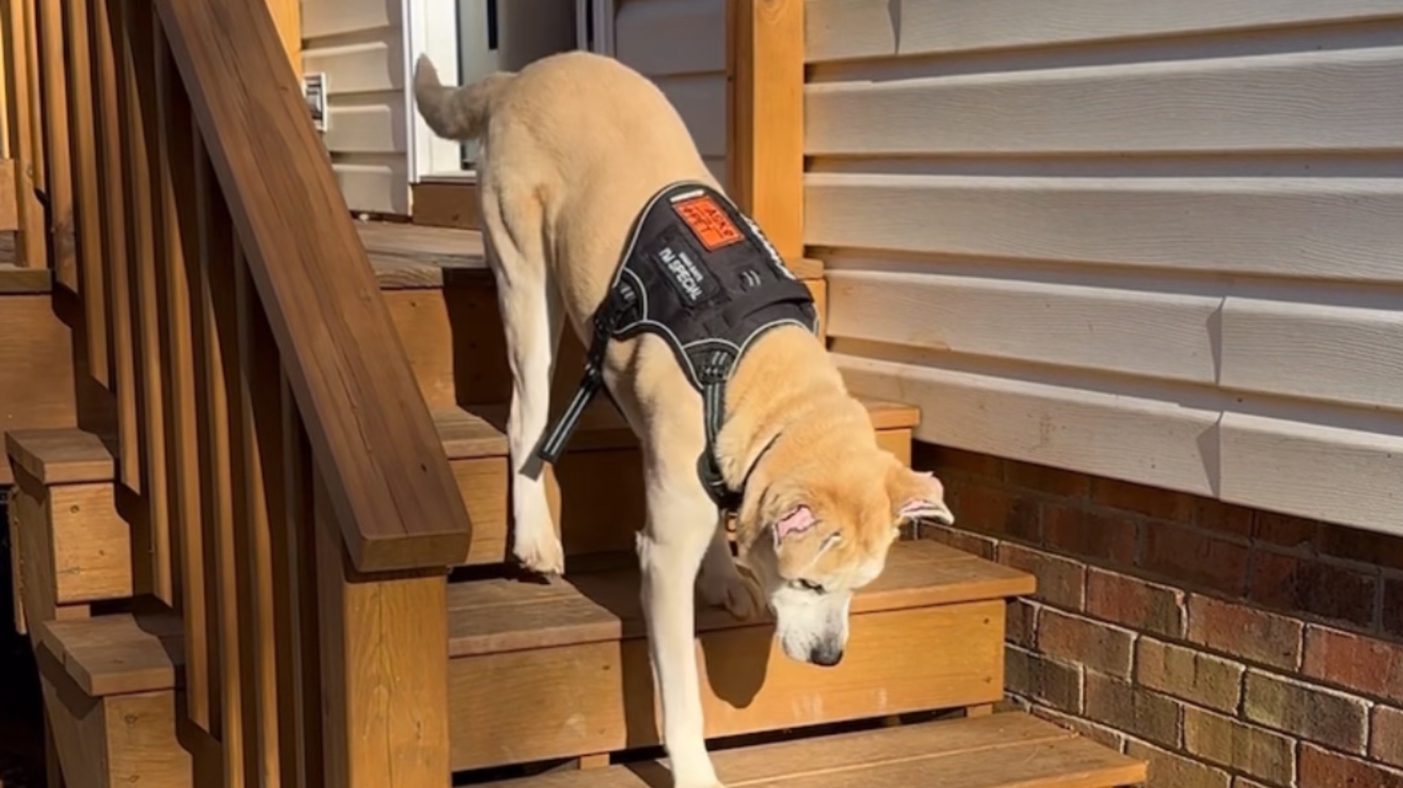 Oattie Needs a Ramp, Heartworm Treatment – And a Career Change from ...