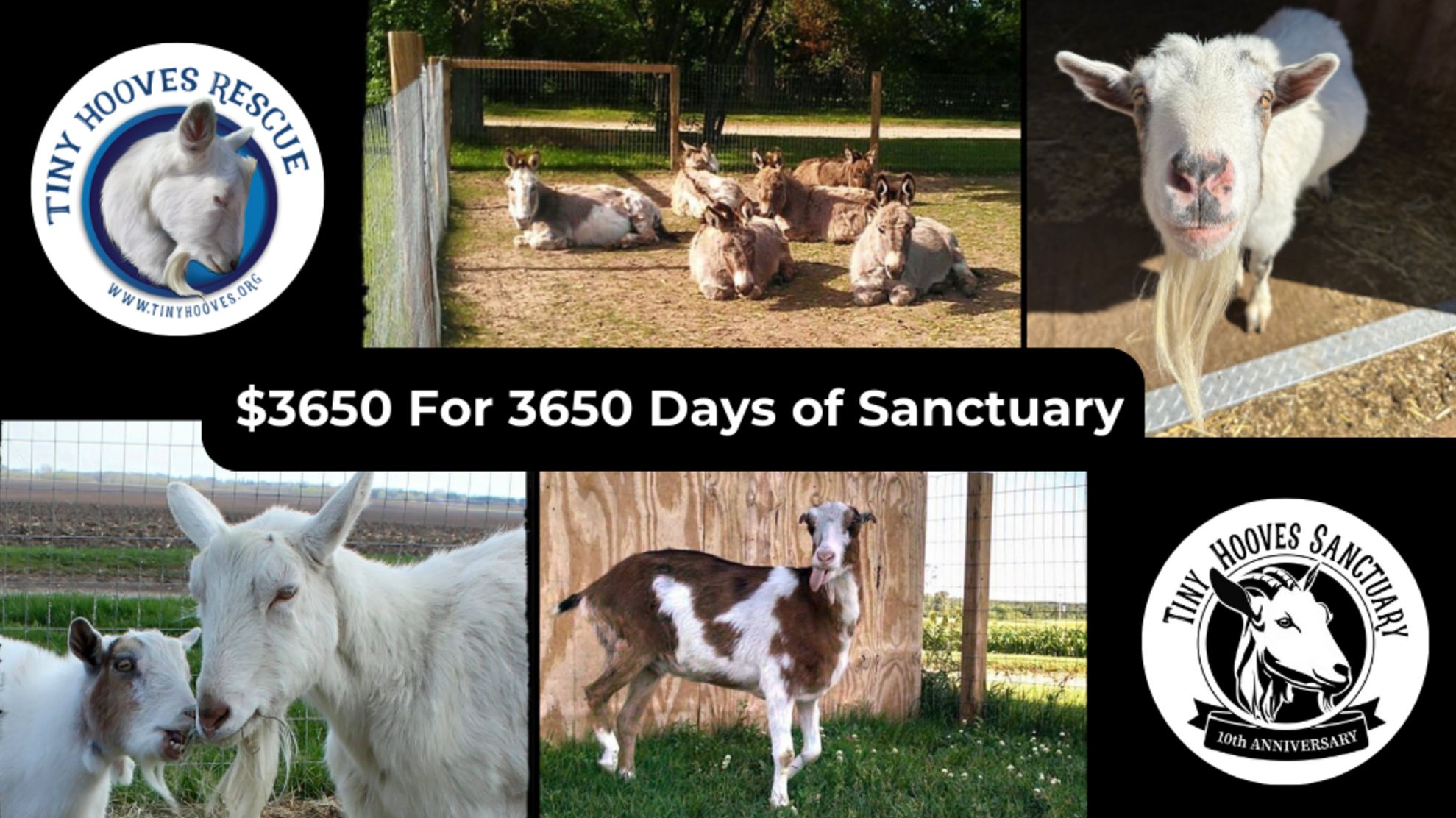 $3650 for 3650 Days of Sanctuary!