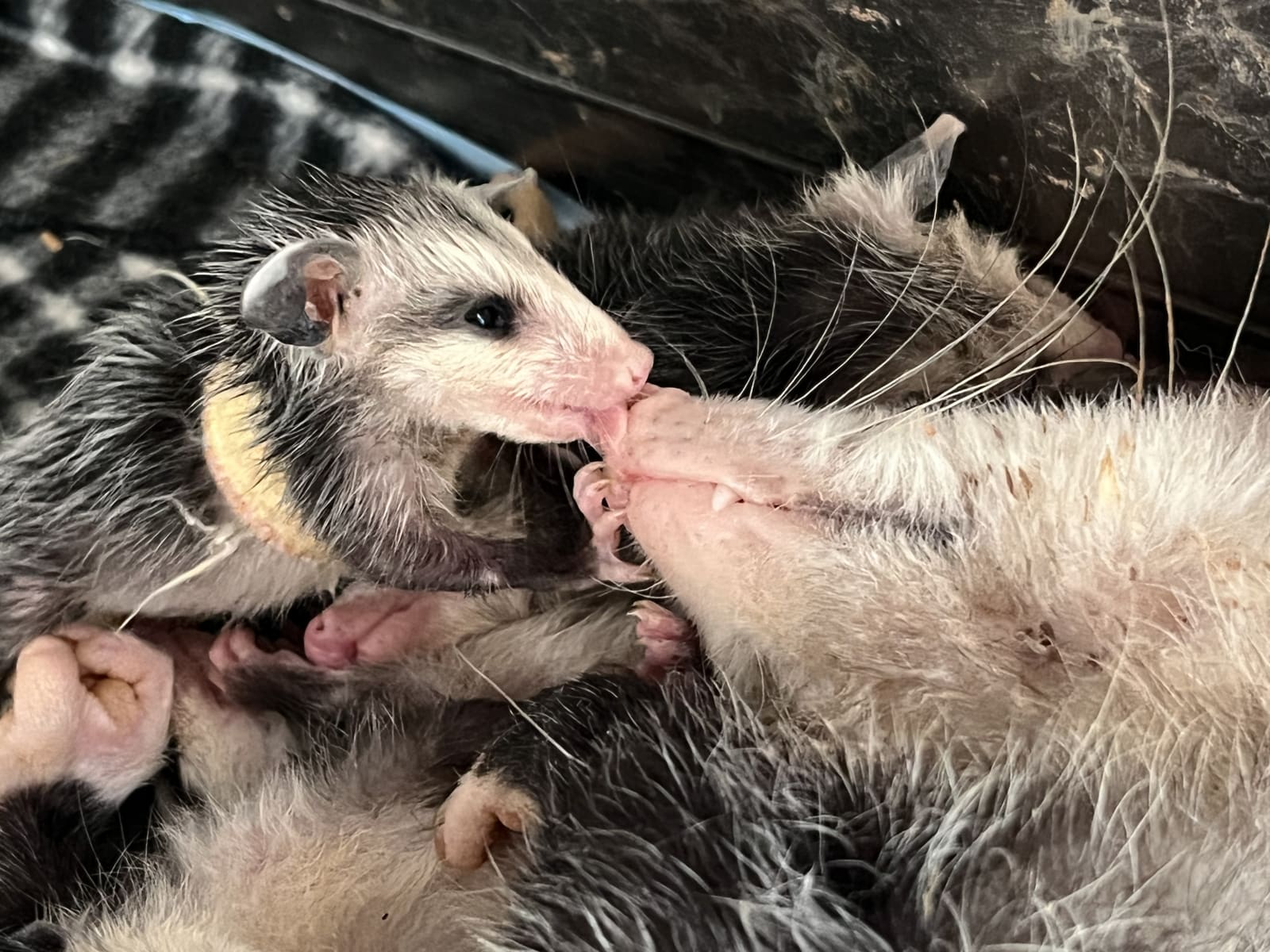 Center Valley Animal Rescue