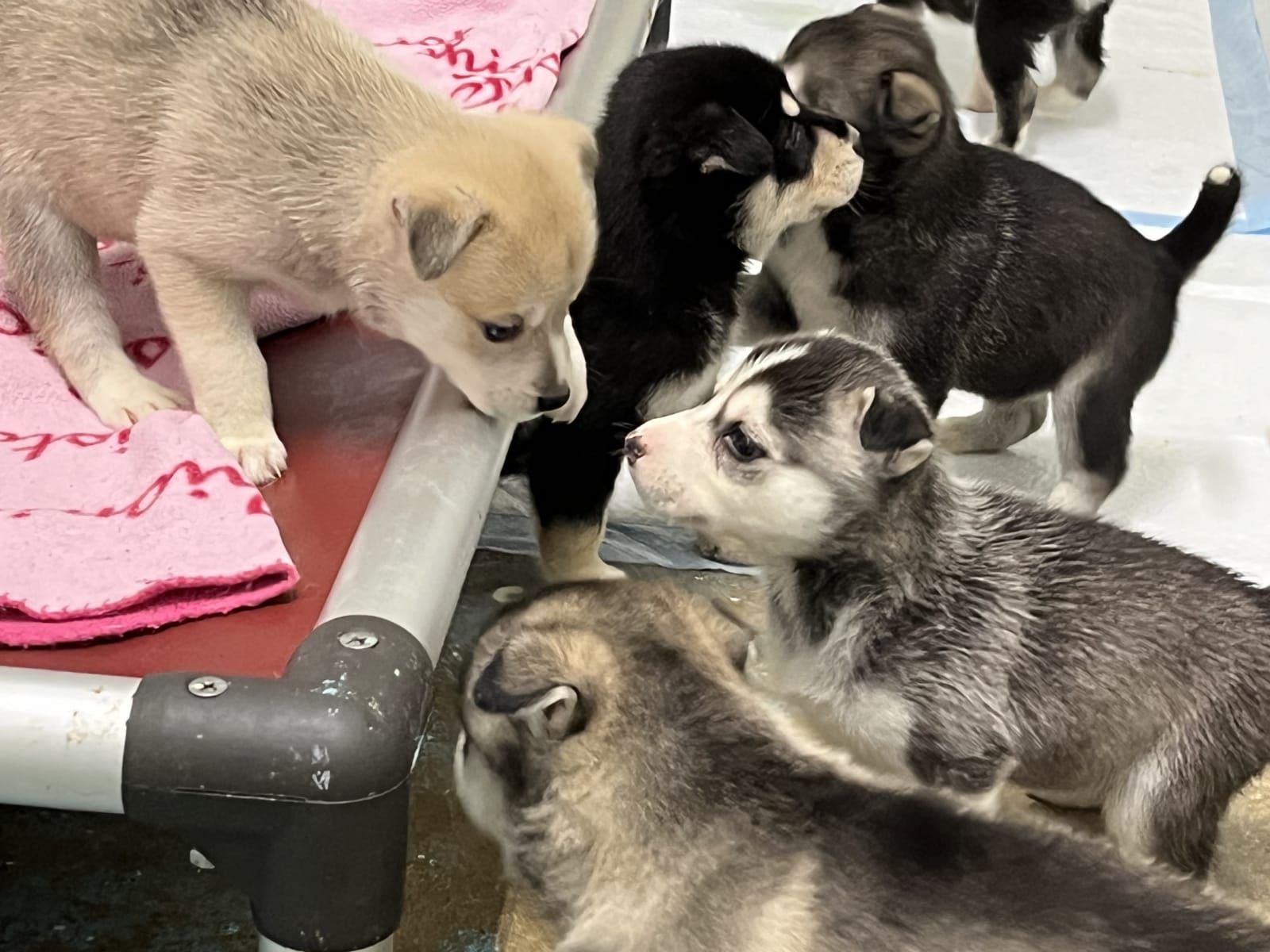 Center Valley Animal Rescue