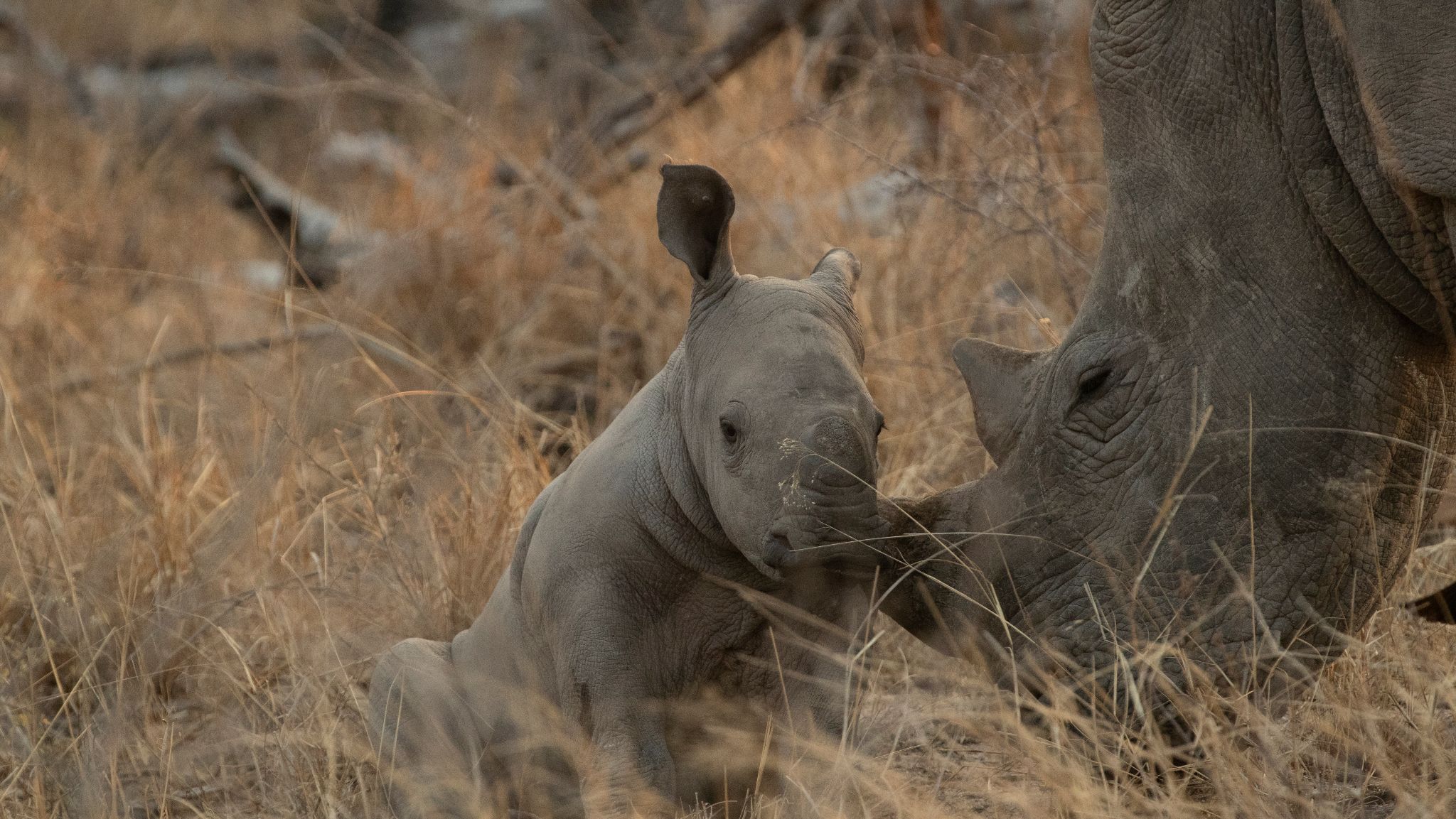 Rhinory Foundation 2025 Gala: The Art of Saving Rhinos.