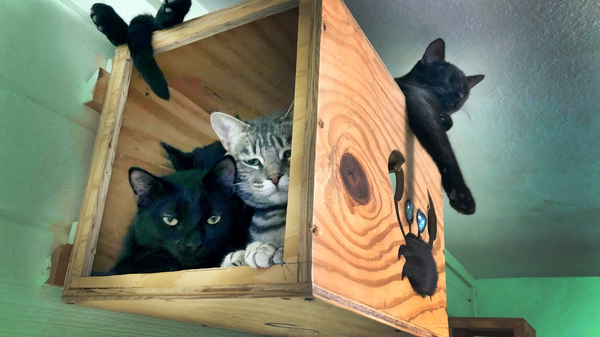 Avalon Loves Animals