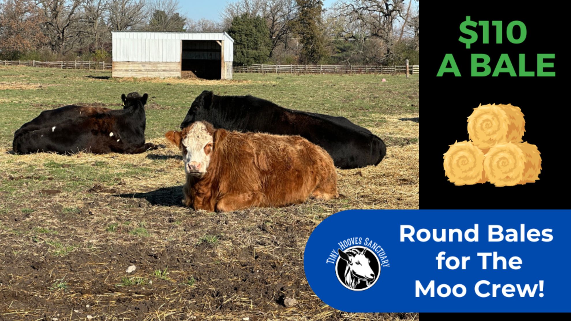Round Bales for The Moo Crew!