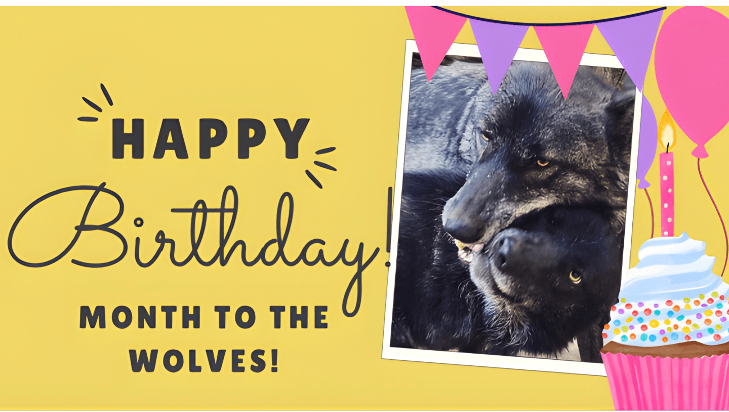 Celebrating Wolf Birthdays: A Call to Action