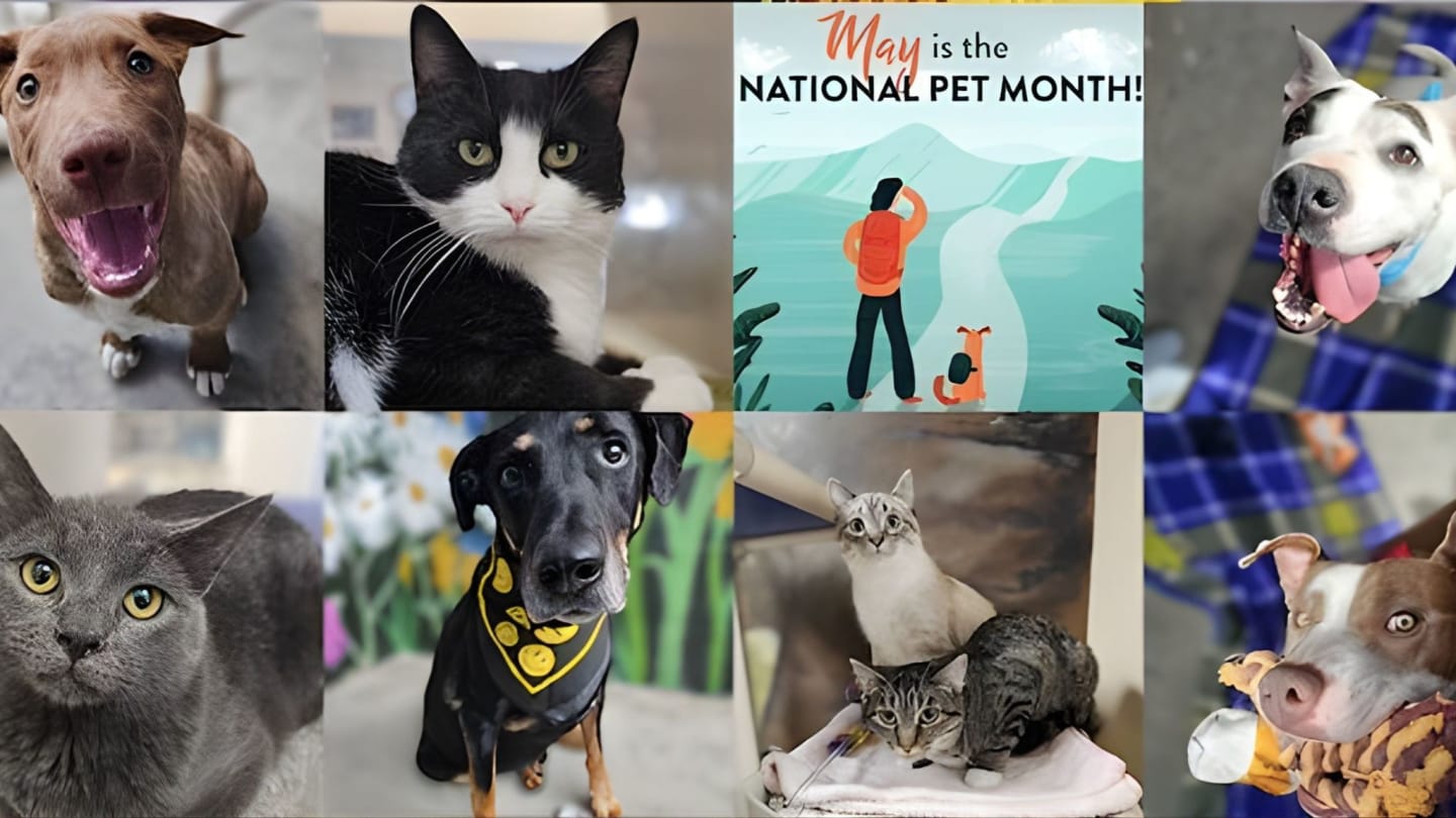 May is National Pet Month - Donate to LAPS and make a difference