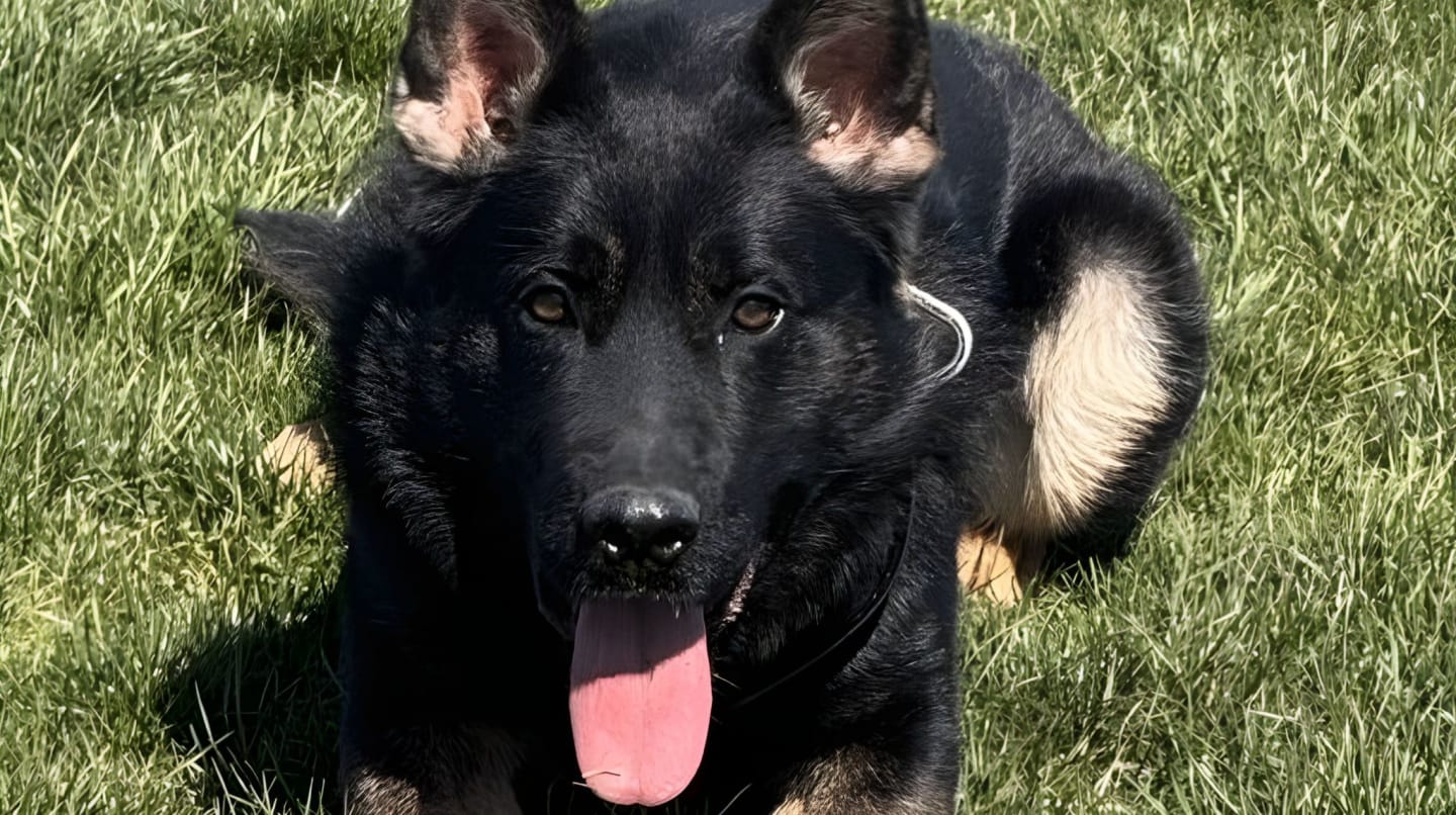 Help Fund K9 Bullet from the Morgan County Sheriff's Office