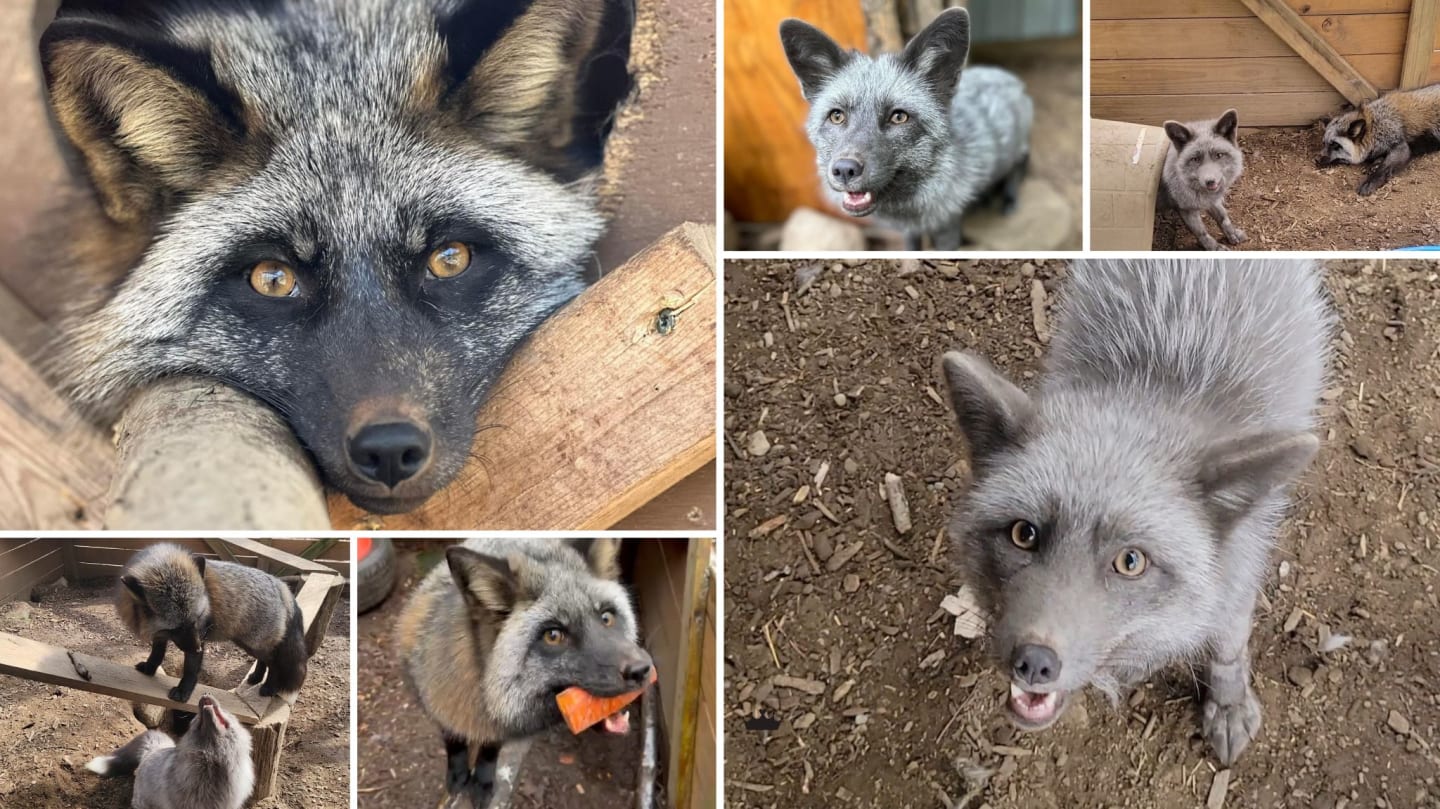 Help Us Build Todd & Vixie’s New Enclosure