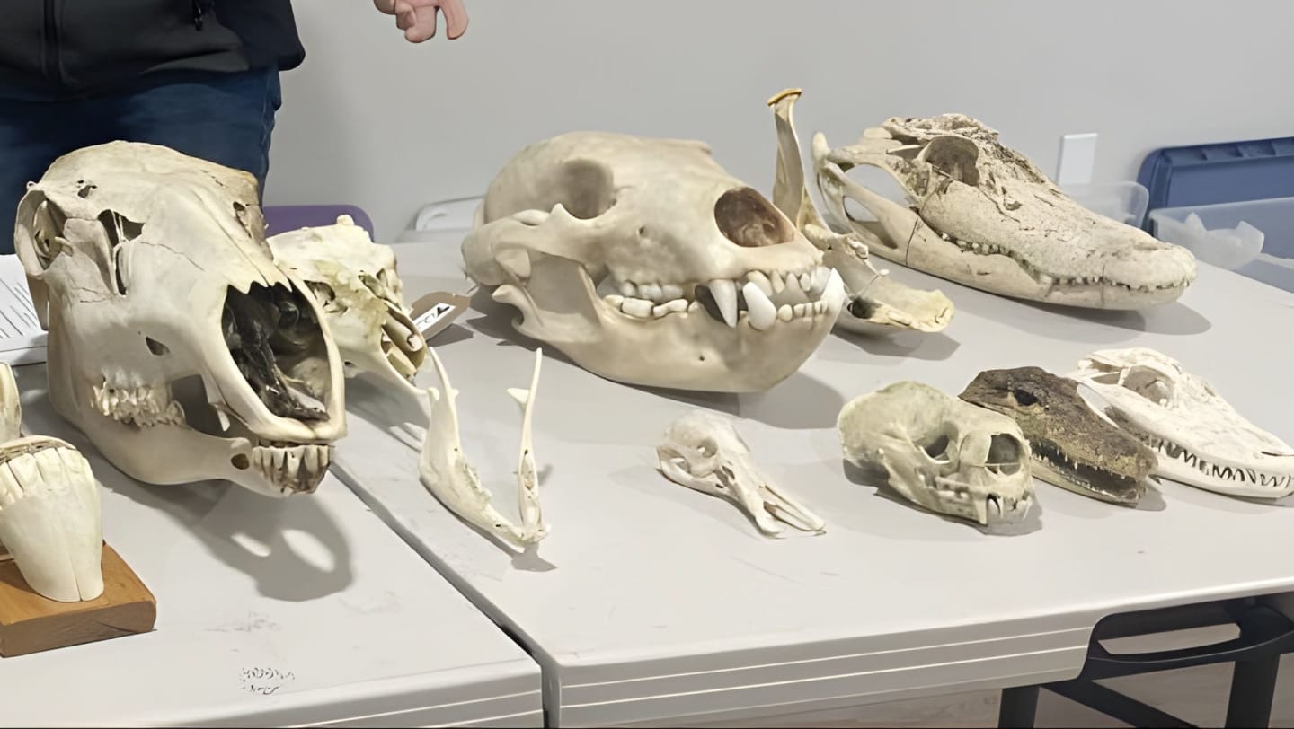 2025 Skull ID Workshop