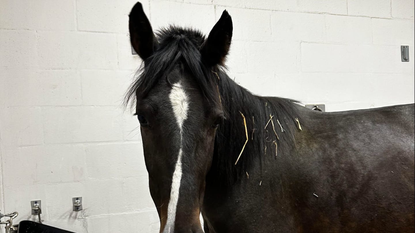 Brother Bear Equine Foundation Raffle to Benefit Sophia