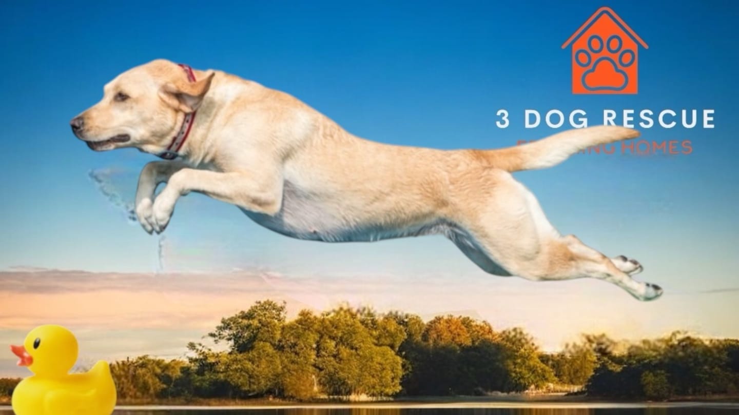 Rubber Duck Retrieving Championships