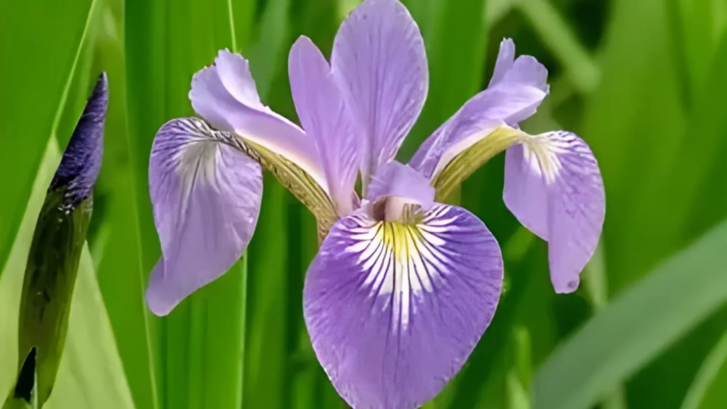 MGC Emergency Perennial Response Team