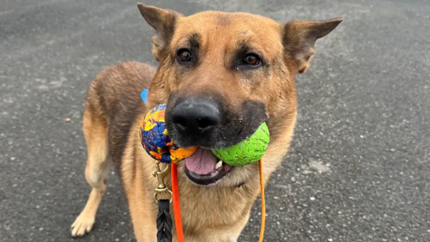 Continuous funding for K9 Sev!