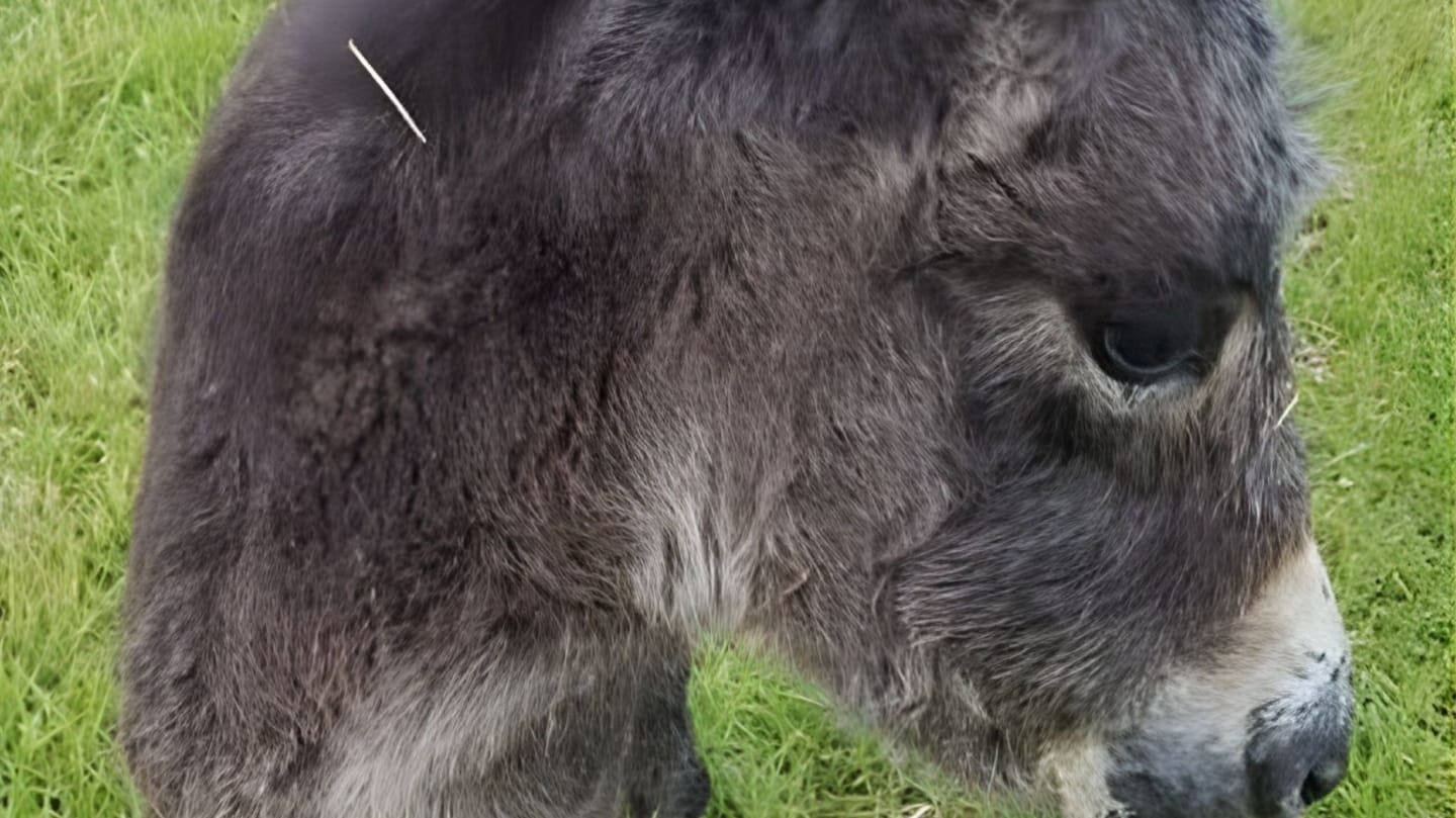 Donate to Change Animals Lives