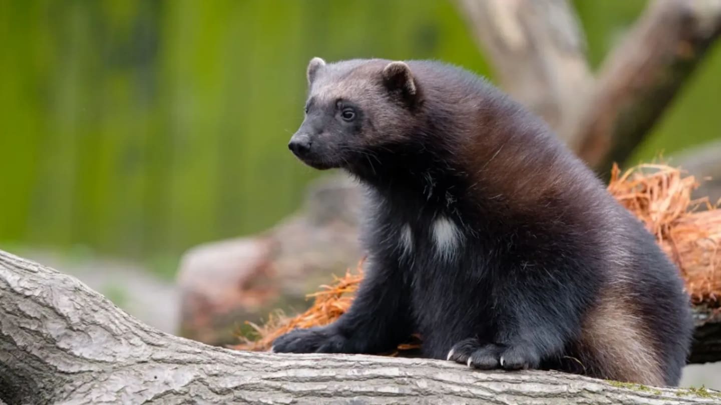 2025 Wanderlust Wolverine Summer