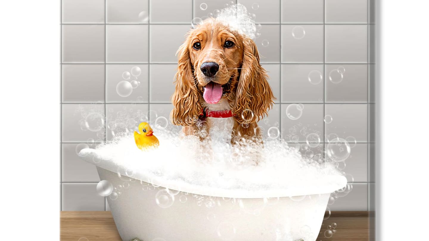 Square Grouper Dog Wash